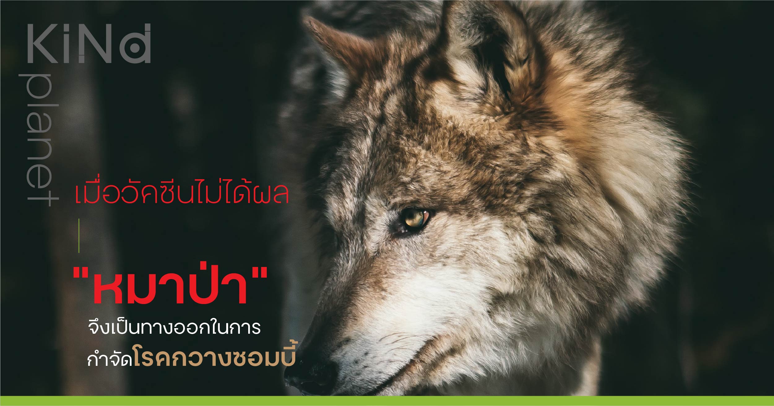 เมื่อวัคซีนไม่ได้ผล “หมาป่า” จึงเป็นทางออกในการกำจัดโรคกวางซอมบี้ ...