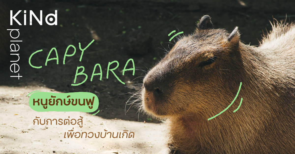 คาปิบาร่า หนูยักษ์ขนฟูกับการต่อสู้เพื่อทวงบ้านเกิด – KiNdconnext