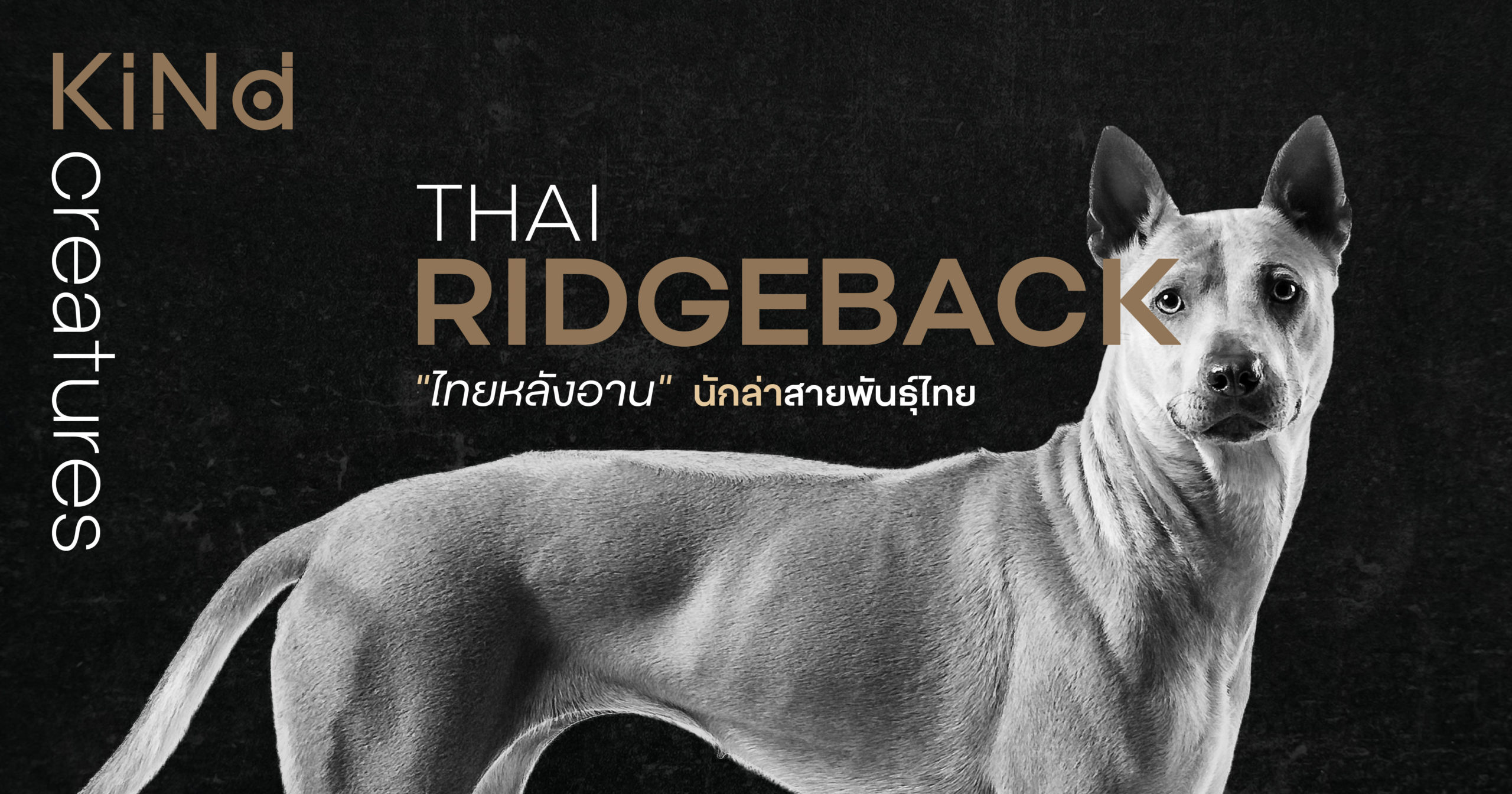 “ไทยหลังอาน” นักล่าสายพันธุ์ไทย – KiNdconnext