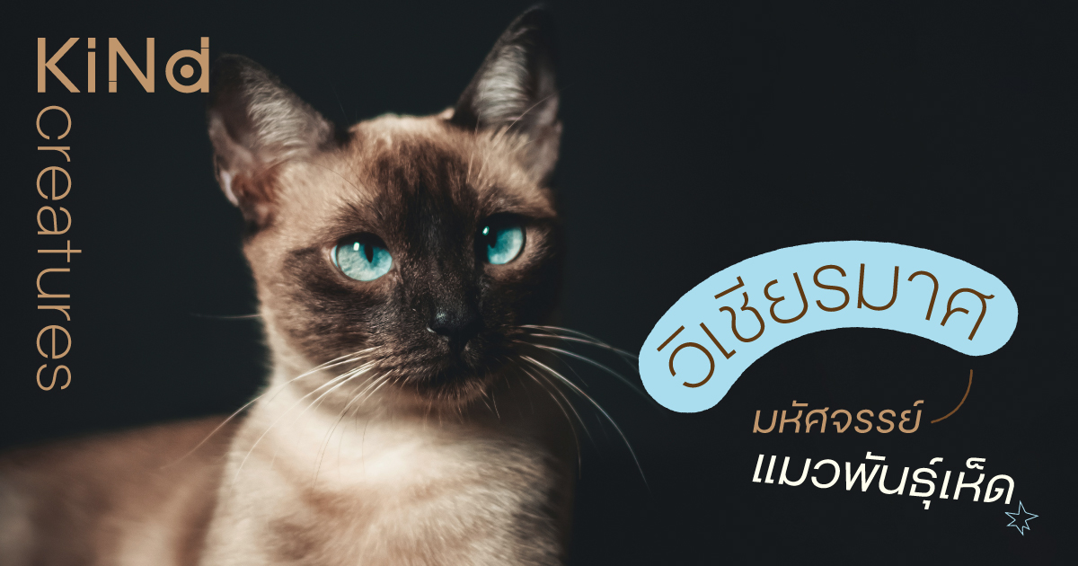 ‘วิเชียรมาศ’ มหัศจรรย์แมวพันธุ์เห็ด – KiNdconnext